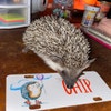Personalized Hedgehog Name Plate / Hedgehog Sign / Cage Accessory ...