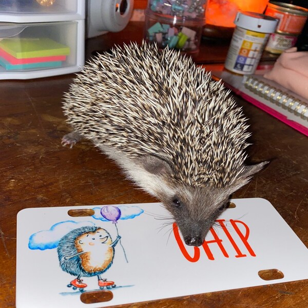 Personalized Hedgehog Name Plate / Hedgehog Sign / Cage Accessory ...