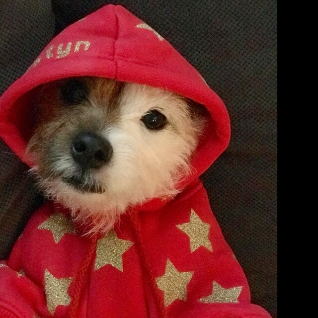 Helga loved their purchase from YourRoyalHarness