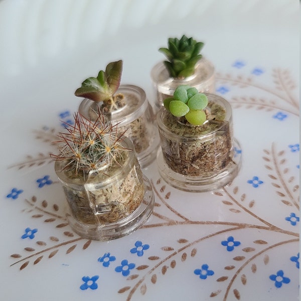Baby Baobab Cactus - Miniature Live Terrarium Plant, Boo-boo Plant - Etsy