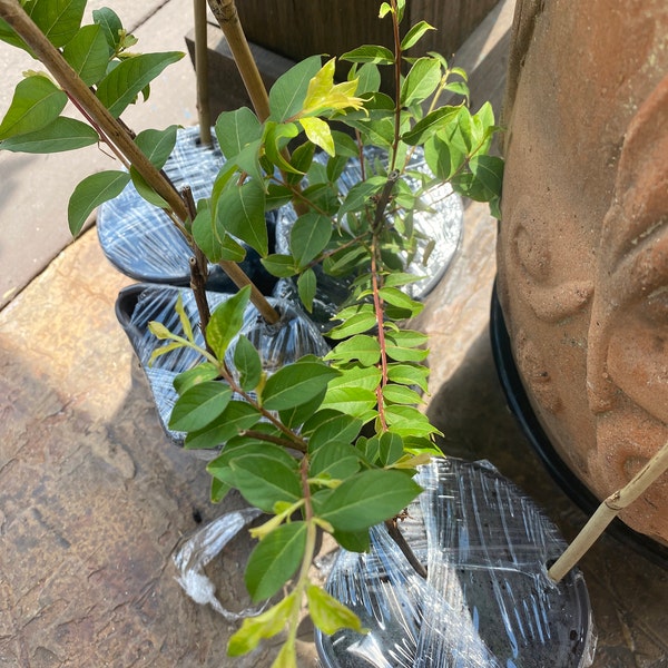 Purple Twilight Flowering Crape Myrtle Trees - Etsy