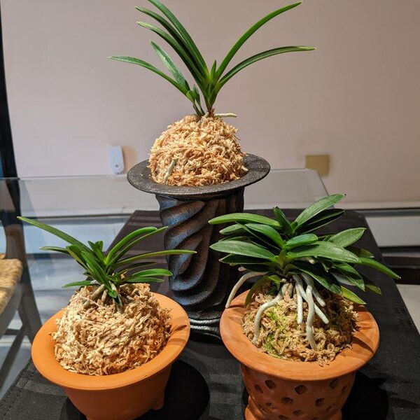 Neofinetia Falcata Fugaku 富嶽/orchid/vanda/fragrant/miniature/variegated ...