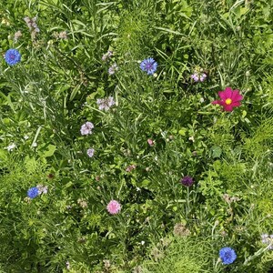 Prairie Fire Red SWITCH GRASS Seeds Textured Plant Look for - Etsy