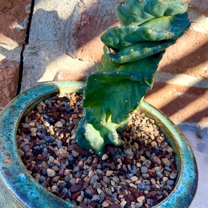 Twisted Cactus Large Rare 9 Long Tie Twisted Unique - Etsy