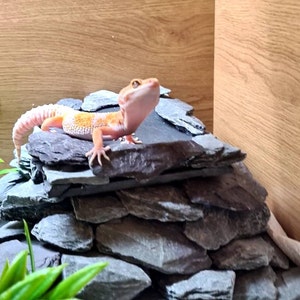 Slate Axolotl Hide Aquarium Reptiles Amphibians. | Etsy UK