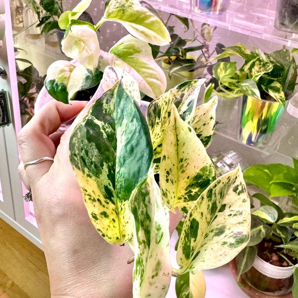 Carnival Pothos Teruno Series Epipremnum Aureum Carnival Terunoworld ...