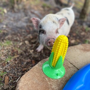 Girl Piglet Pack Rooting Mat Peanut Butter Toy Loop - Etsy