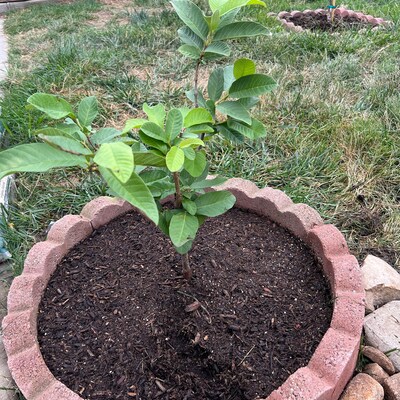 Dwarf Marina Strawberry Tree-1ft Tall Ship in 6 Pot - Etsy