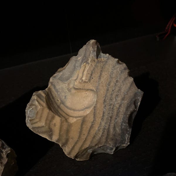 Extremely Rare Fossil Moss Preserved in Flowstone, Middle Miocene ...