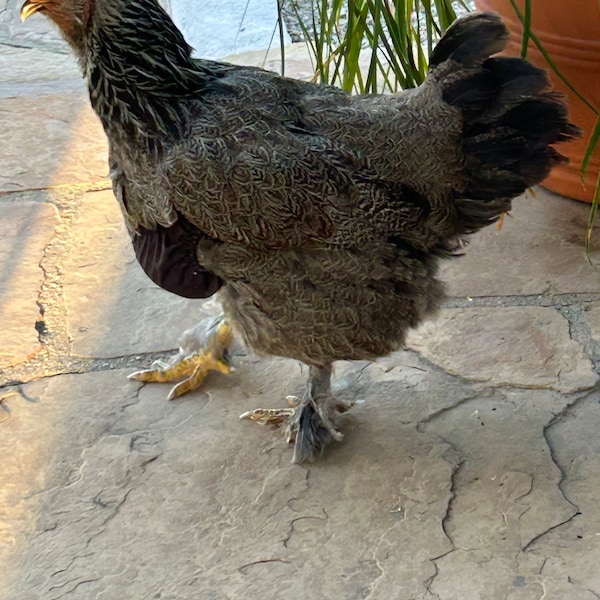 Chicken Bra, Crop Support, Pendulous Crop Support, Crop Bra, Hen Bra ...