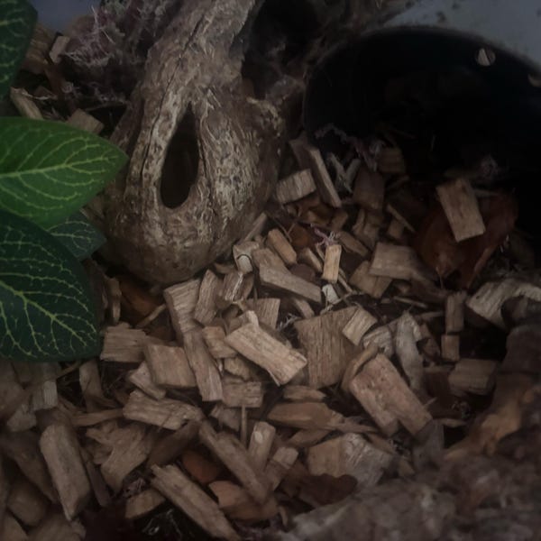 Hide and Shed Pack, Great for Small Snakes and Lizards Like Geckos and ...