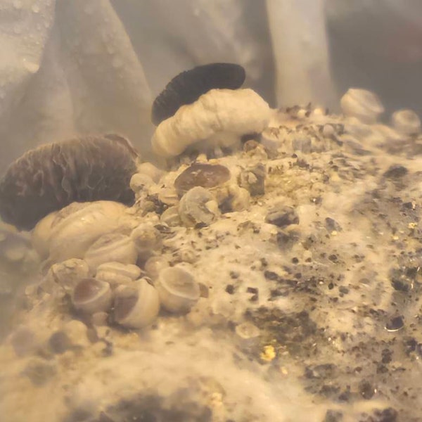 3 Pack | 5lb Milo Sorghum Grain Spawn| Sterilized Grain for Mushrooms ...