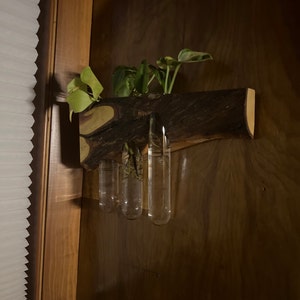 Black Walnut Propagation Set of 3 / Hydroponic Rooting Vases / | Etsy