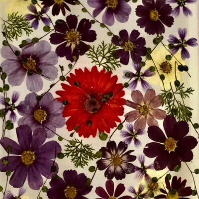 60 Pc Pressed Flowers Anemone Buttercup Periwinkle Daffodil Lenten Rose ...