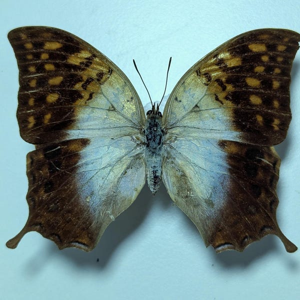 1 A-1 Pyrops Candelaria Green Yellow Real Lantern Fly Entomology - Etsy