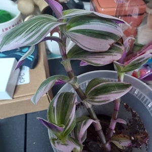 Tradescantia Pink Nanouk Variegated Rare Indoor Starter Plant Live - Etsy