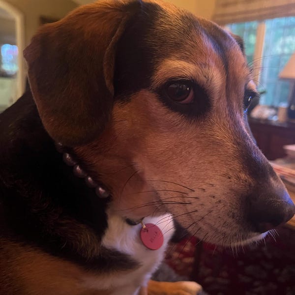 Dog Tag, Leather Tag, Silent ID Tag, Personalized Dog Tag, Small Dog ...