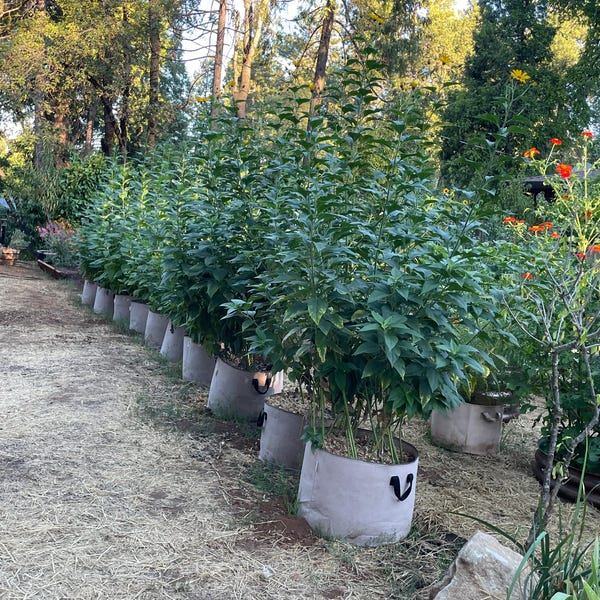 Zuni Gold Bean 30 Seeds - AKA Four Corners Gold, Pueblo Heirloom Non ...