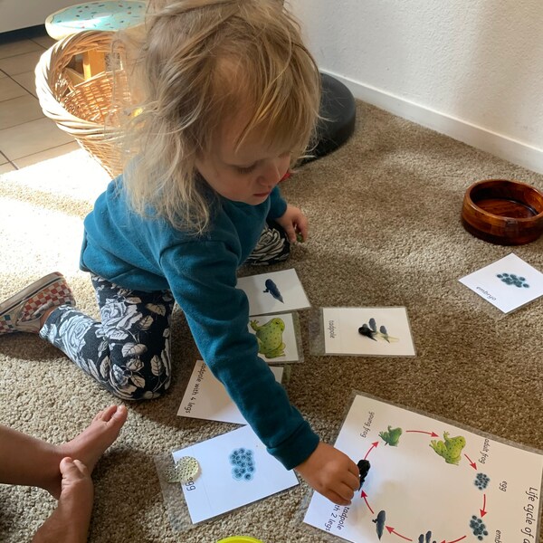 LIFE CYCLE of a FROG • 8 Montessori Cards • Flash Cards Nomenclature ...