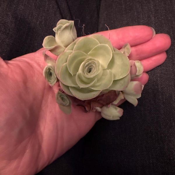 Live Plant Lithops Pseudotruncatella C244/white Plant/0.5 - Etsy