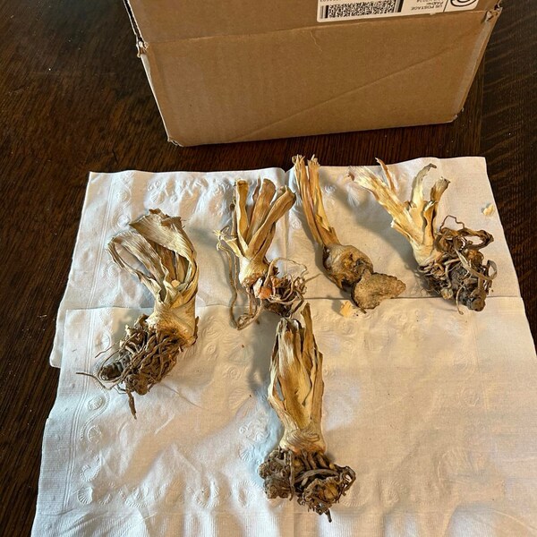 1 Gallon Pee Gee Hydrangea Bare Root Tree - Hydrangeas/live Plants ...