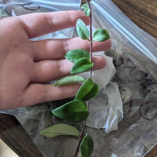 Starter Houseplant Cutting Bundle Satin Pothos, Pearl and Jade Pothos ...