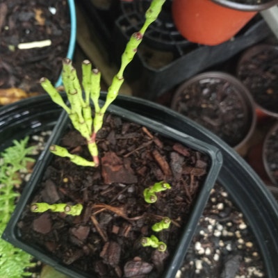 Sedum 'blue Spruce' / Stonecrop / Ground Cover / - Etsy