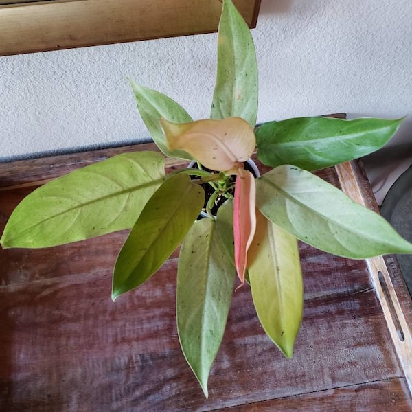 Philodendron Fire Princess Rooted in Soil, Actively Growing - Etsy