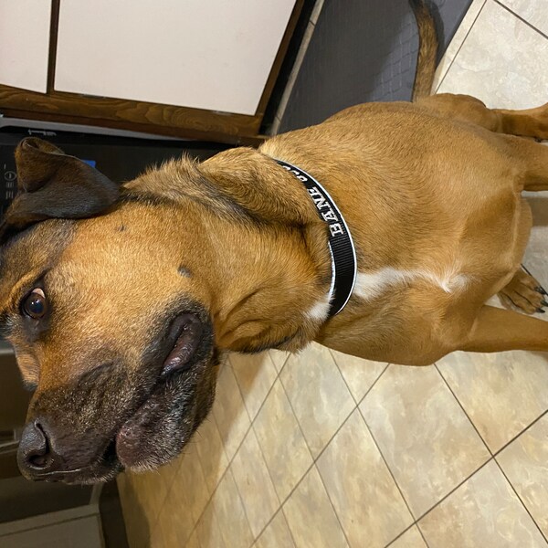 Dog Walking Harnesses for Your Dogs Comfort and Safety - Etsy