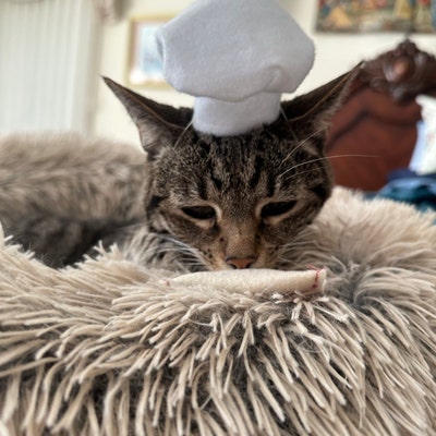 Chef Hat for Cats - Etsy