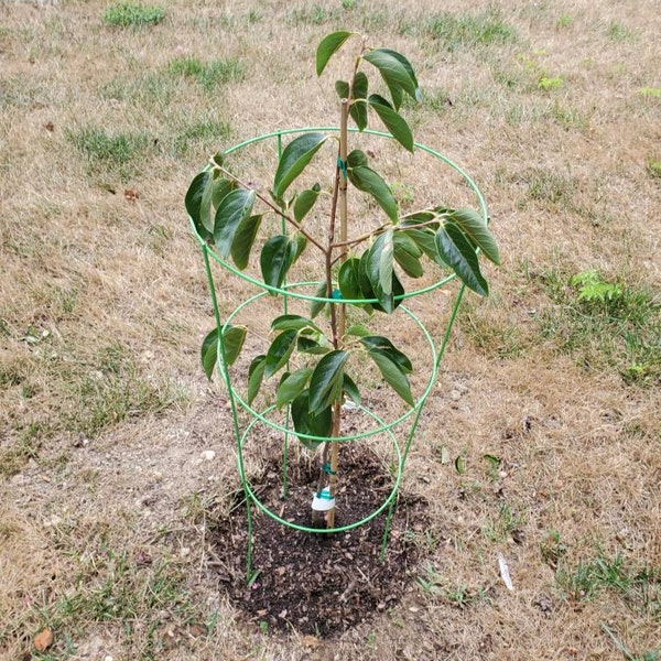 WEST WIND Leyland Cypress, Yellow Evergreen Hedge, 4 Plants Included ...