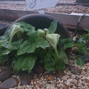 Shabby Chic Halloween Monster Mash Quote Home Display 12x6 - Etsy