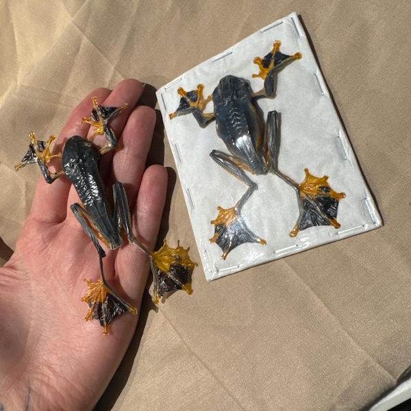 World's Largest Cicada Species 7-8 Wingspan Megapomponia Merula HUGE ...