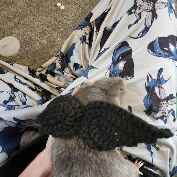 Rat Dress for Rat Crochet Dress for Pet Rat Sweater for Fancy Rat ...