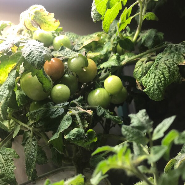 Inkspot Micro Tomato 18 Seeds Organically Grown Etsy