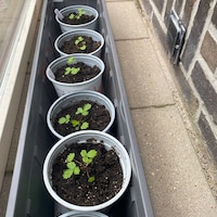 Seeds. Mini Cherry Tree 'dwarf Rainier' Super Sweet Fruits, for Small ...