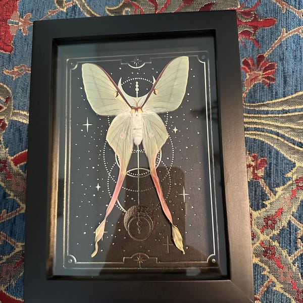 Real Framed Ghost Cicada Ayutha Spectabilis Shadow Box Frame Insect ...