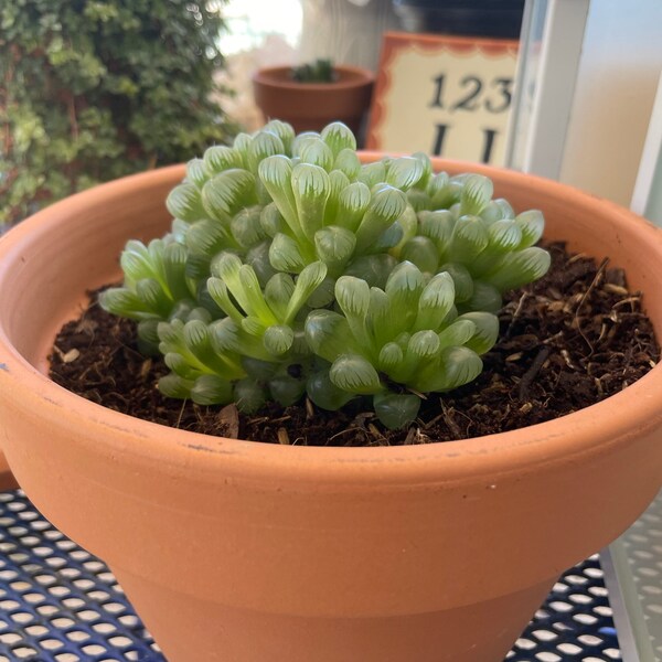 Haworthia Obtusa Rare Succulent Alien Eggs Clear Succulent - Etsy