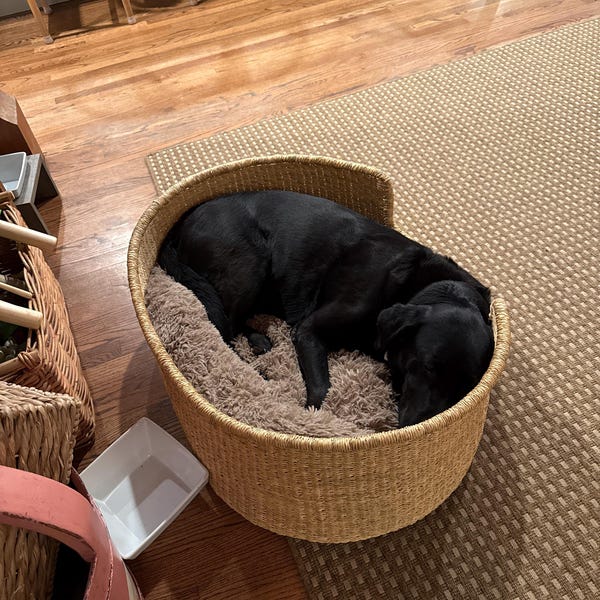 XL Handmade Rattan Dog Bed | Rattan Pet Bed | Dog Basket Bed | Wicker ...