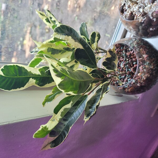 TAMARA Tropical Croton Live Plant Variegated Cream and Green Leaves ...