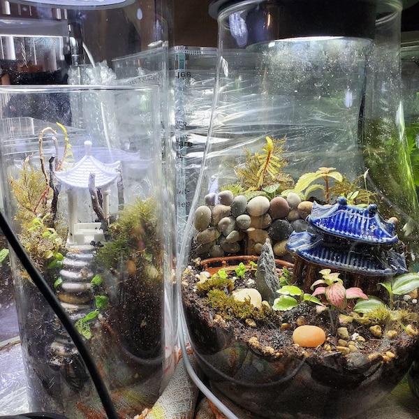 Palm Tree Like Moss Menzies Umbrella Moss Terrarium Glass Jar Vial Mini ...