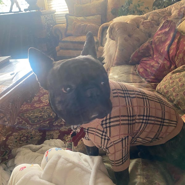 Fabulous Fido Dog Warm Sweater, French Bulldogs Winter Wool Clothes ...