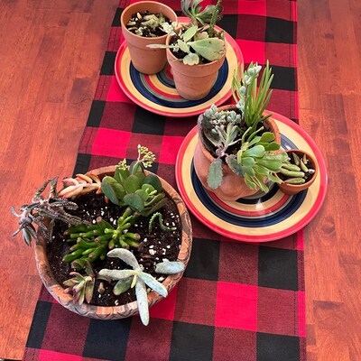 2 Cuttings Senecio Barbertonicus Lemon Bean Bush Succulent - Etsy