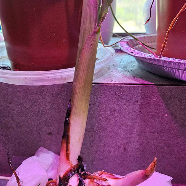 Rare Canna Lily Rhizome Bulb Angels Live Plant Etsy