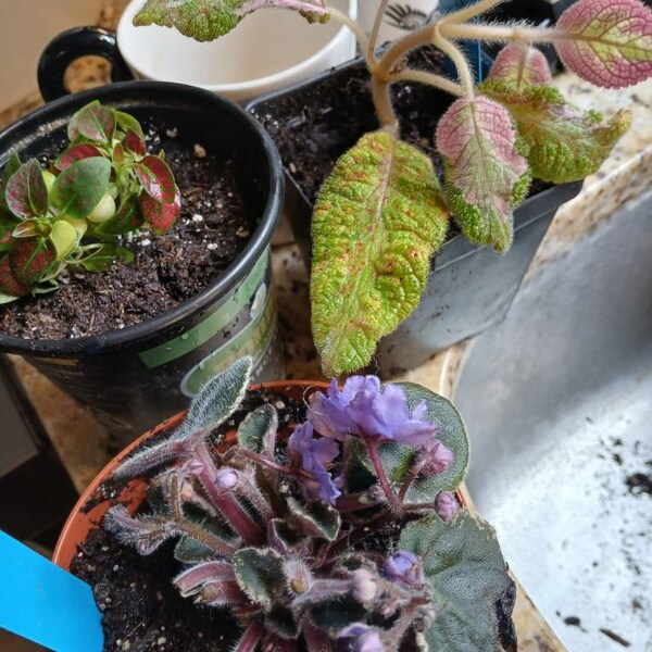 Episcia Pink Picasso Variegated Flowering African Violet Starter Plant ...