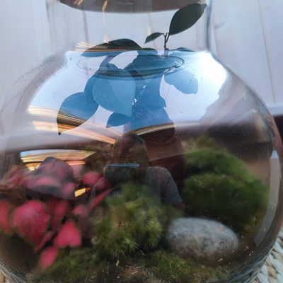 Plant Terrarium Kit Palm 3 Terrarium Plants Closed - Etsy