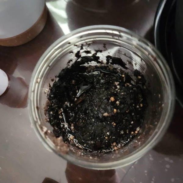 Pitiona, Oaxaca Lemon Verbena, Juanilama, Lippia Alba, 1 Live Plant 2.5 ...