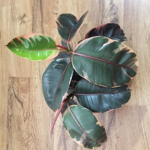 Ficus Decora RUBY Ficus Elastica Rubber Plant Live House - Etsy