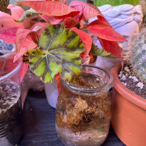 WATERMELON BEGONIA procris Repens Starter Plant Cuttings all Corms ...