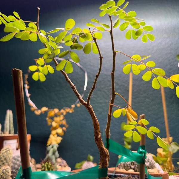 Senegalia Burkei, Black Monkey Thorn Tree, Rare African Acacia, Fast ...